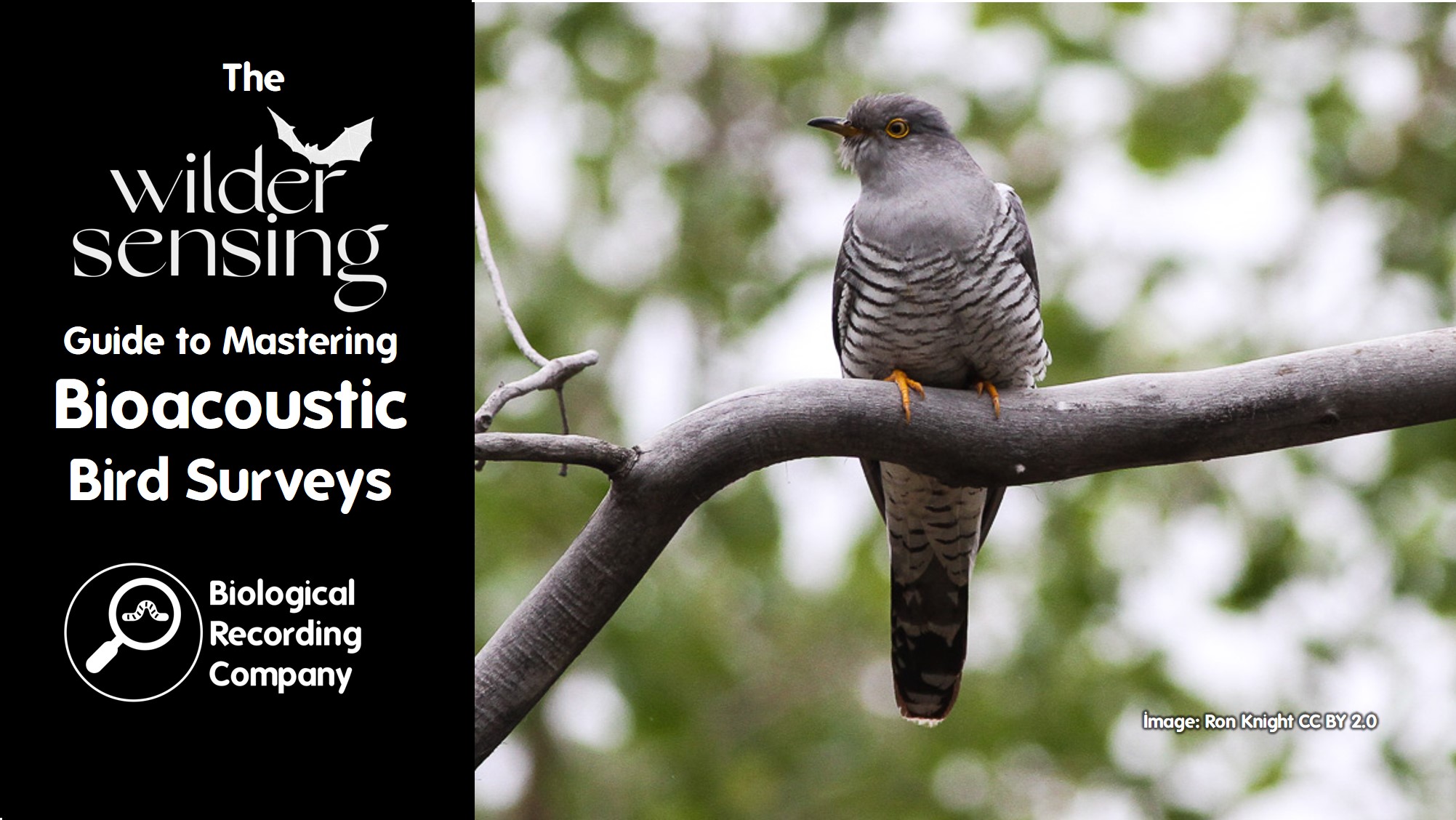 The Wilder Sensing Guide to Mastering Bioacoustic Bird Surveys ...
