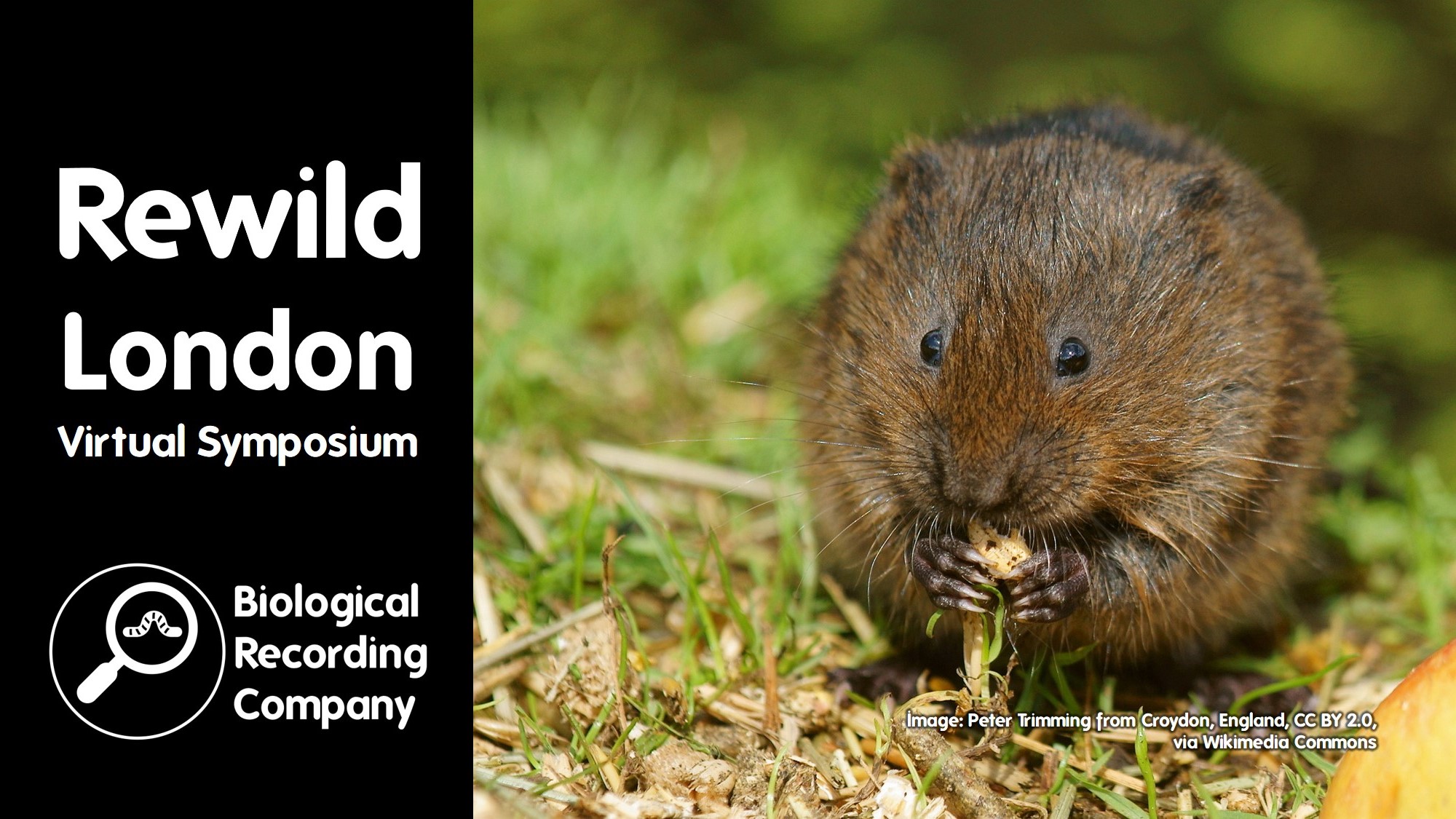 A Rewilded London: Reimagining a Wilder Future for the City ...