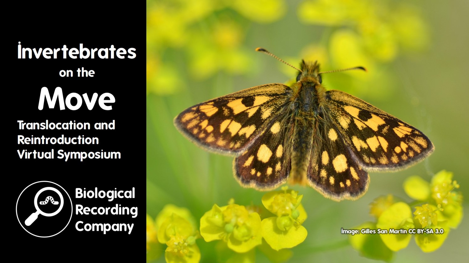 The Wilder Sensing Guide to Mastering Bioacoustic Bird Surveys ...