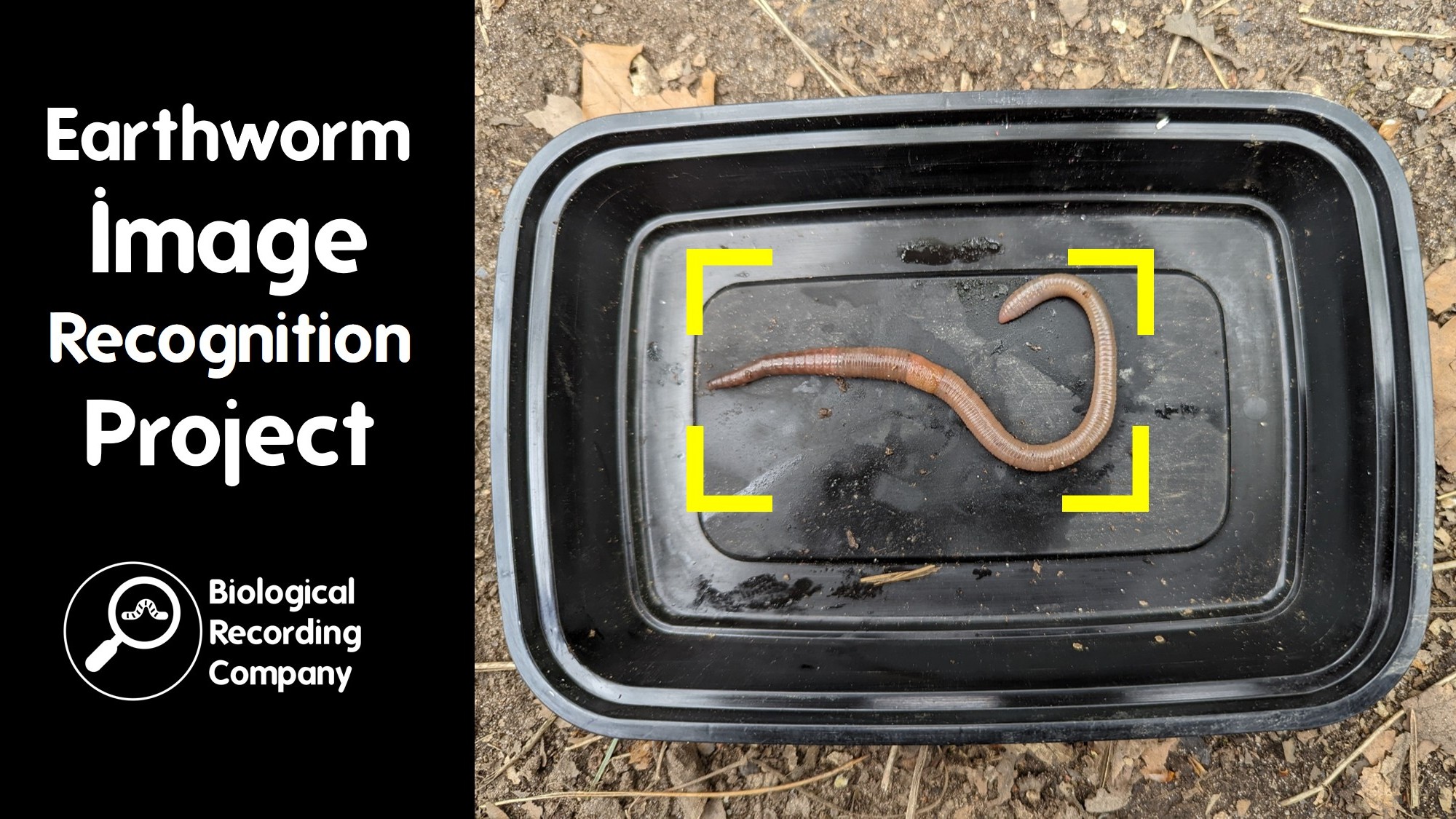Leeches: Life History and Identification – Biological Recording