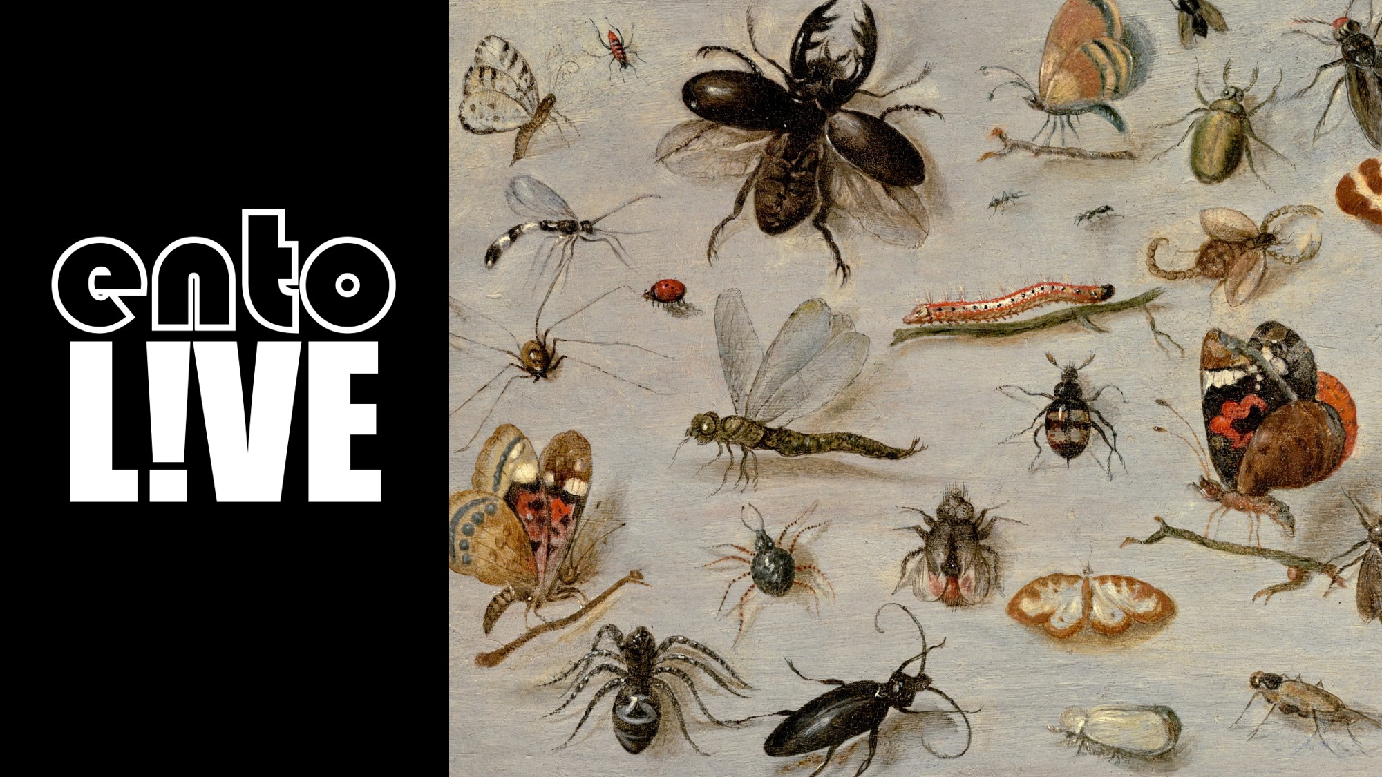 Monitoring Pollinators with FIT Counts – Biological Recording