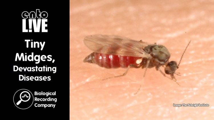 Tiny Midges, Devastating Diseases – Biological Recording