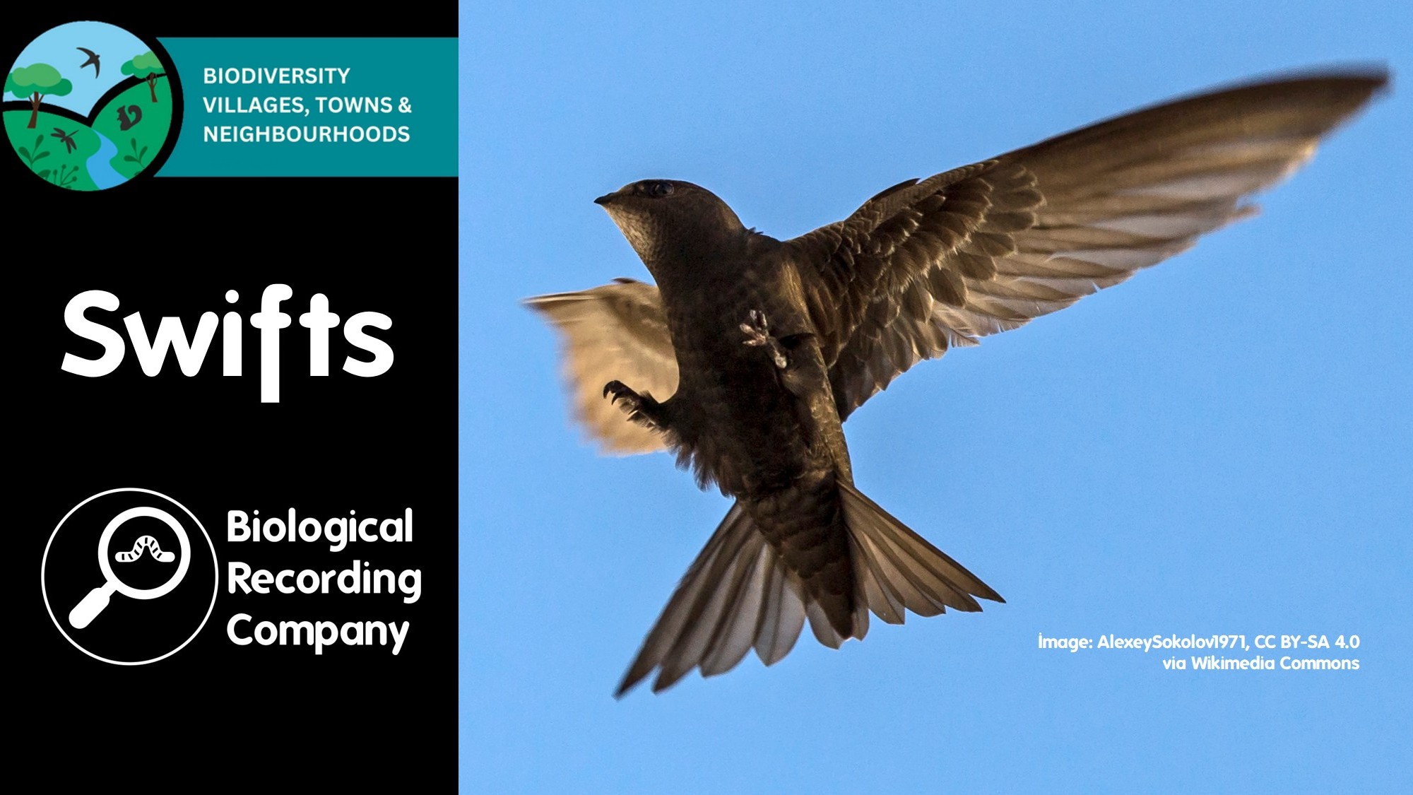 Swifts – Biological Recording