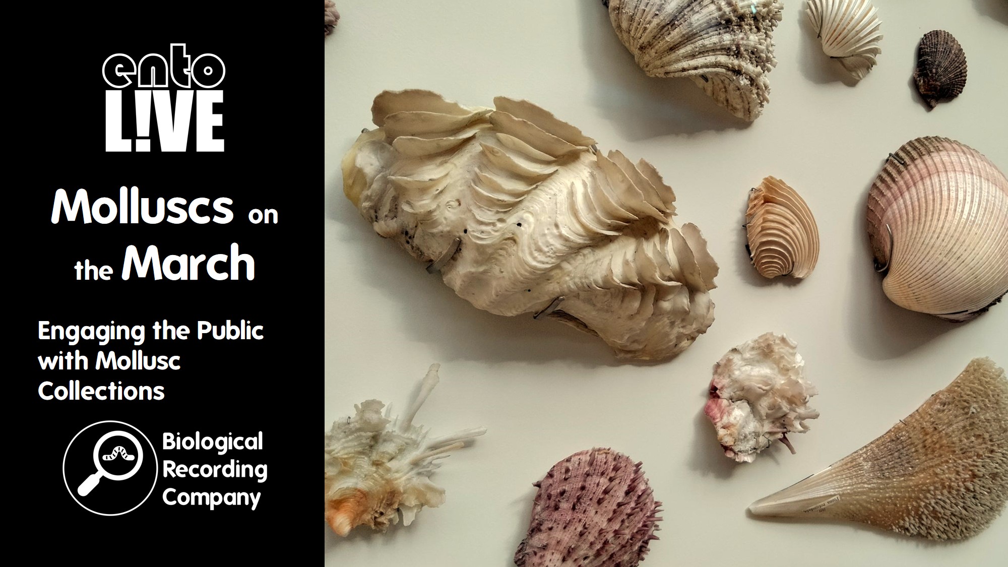 Molluscs on the March: Engaging the Public with Mollusc Collections ...