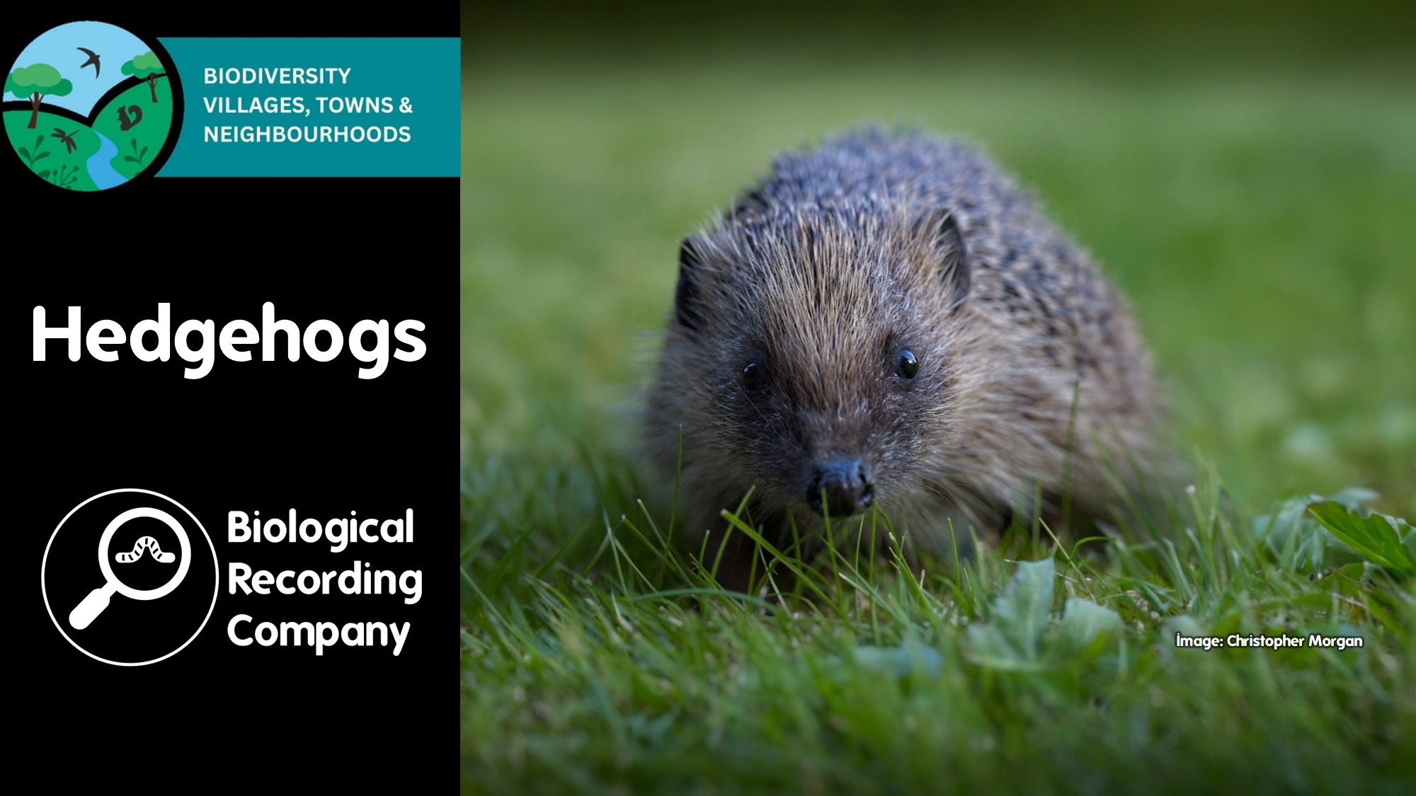 Hedgehogs – Biological Recording