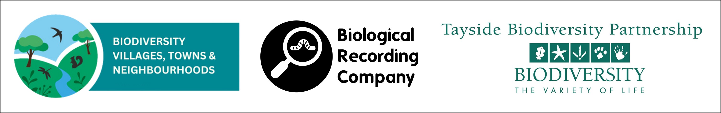 Swifts – Biological Recording
