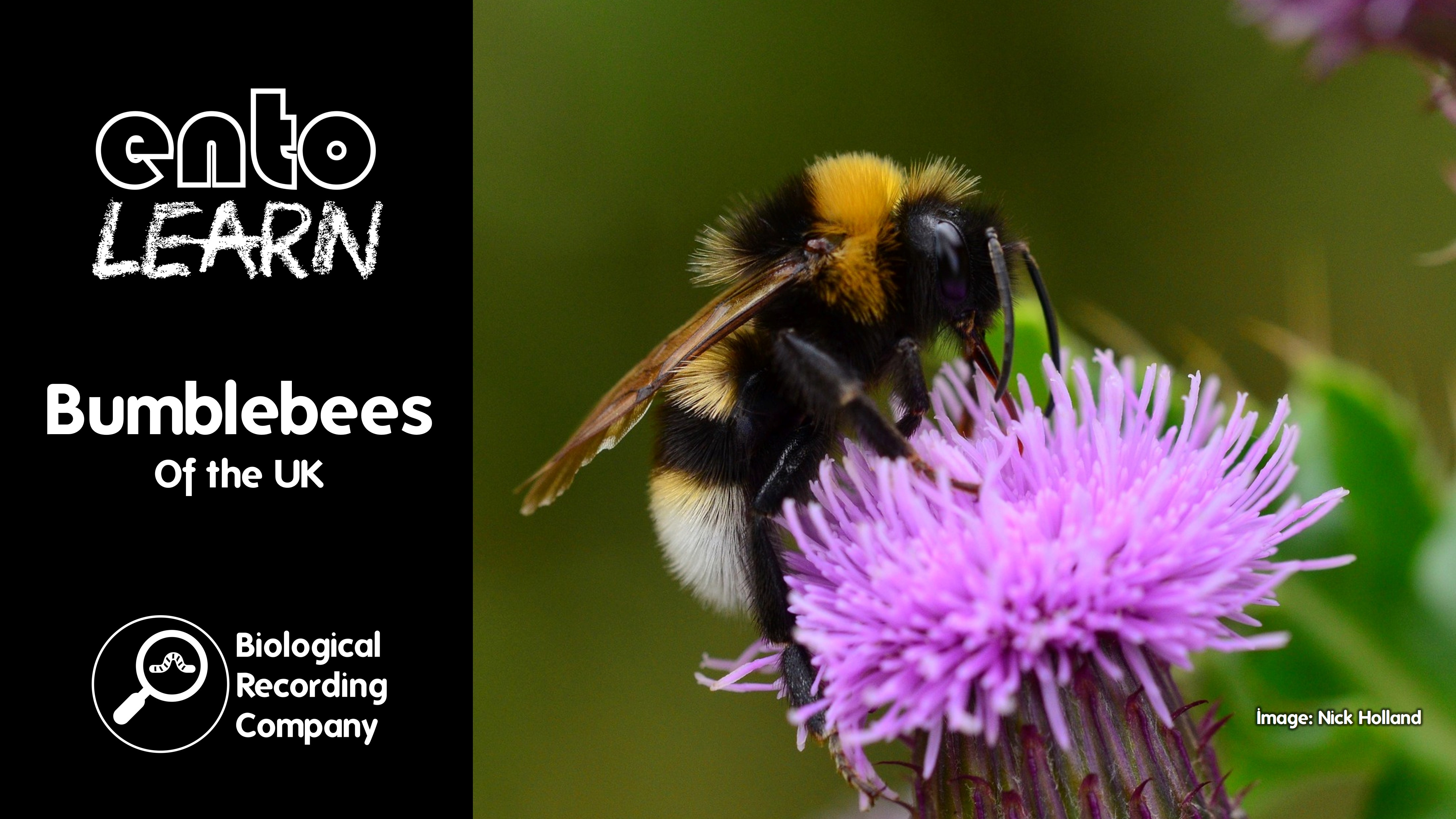 Monitoring Pollinators with FIT Counts – Biological Recording