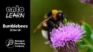 The Mind of a Bee: An Exploration of the Intelligence of Bees ...