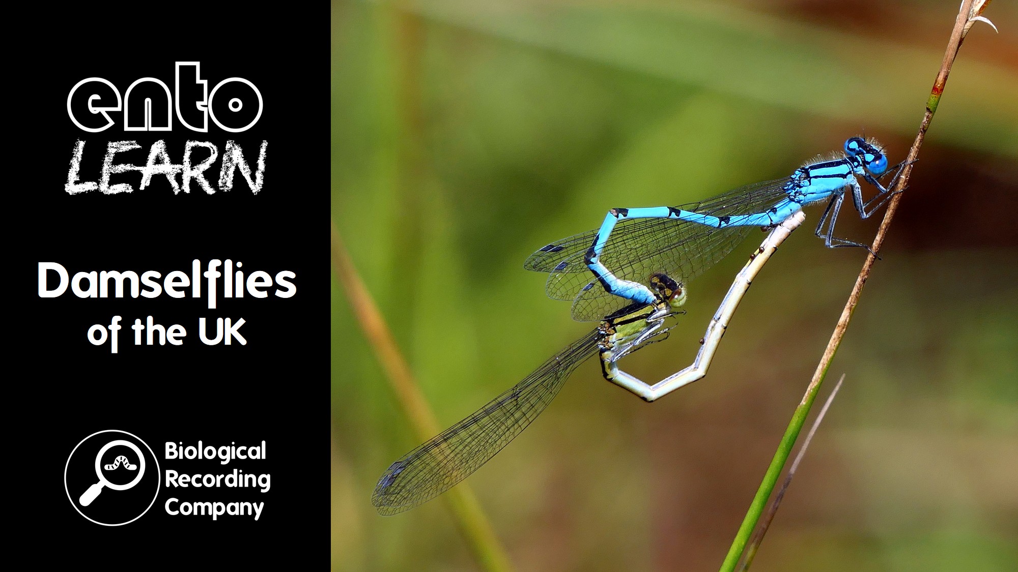 Monitoring Pollinators with FIT Counts – Biological Recording