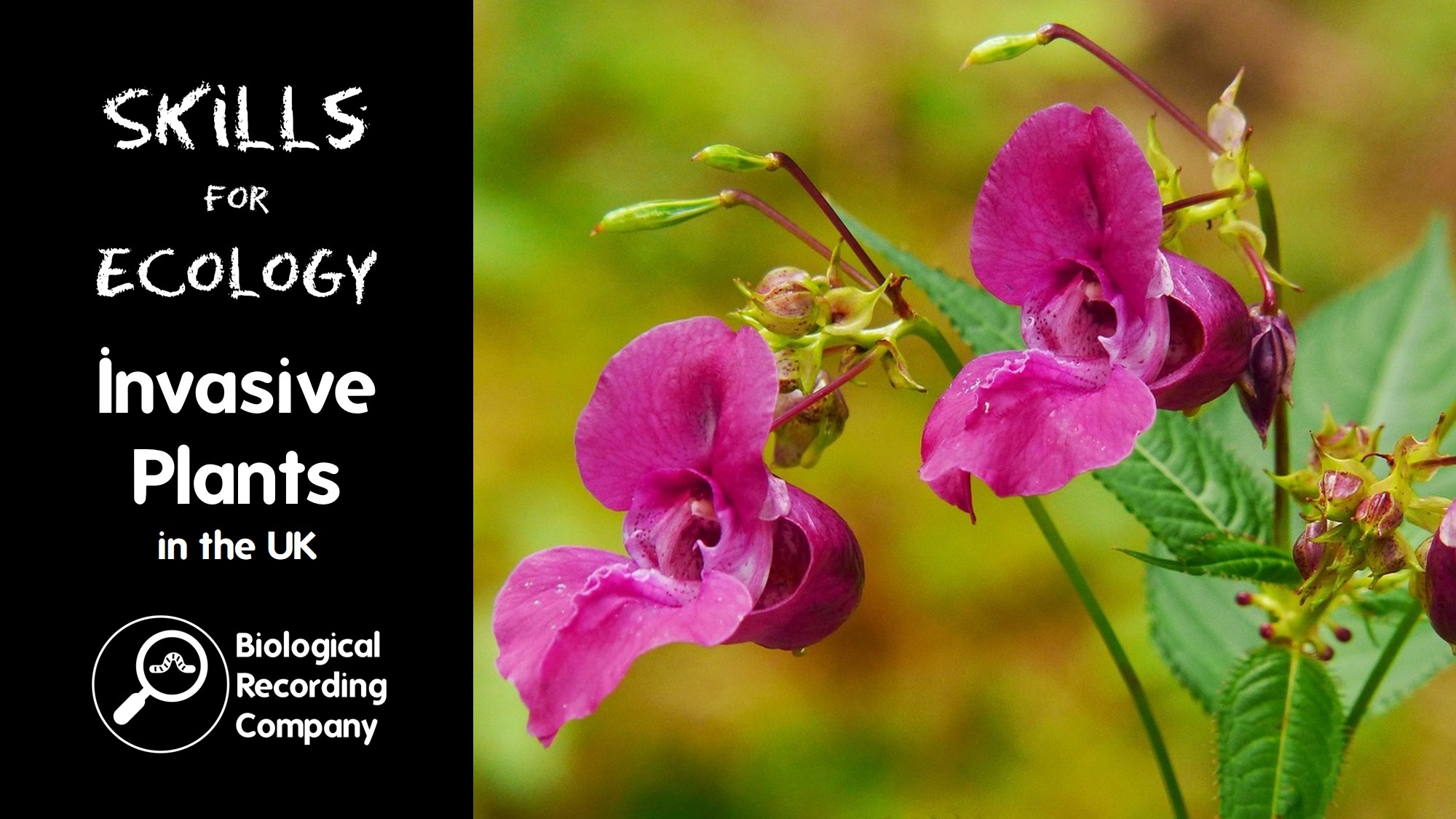 Identiplant: A Unique Tutor-led Online Botany Course – Biological Recording