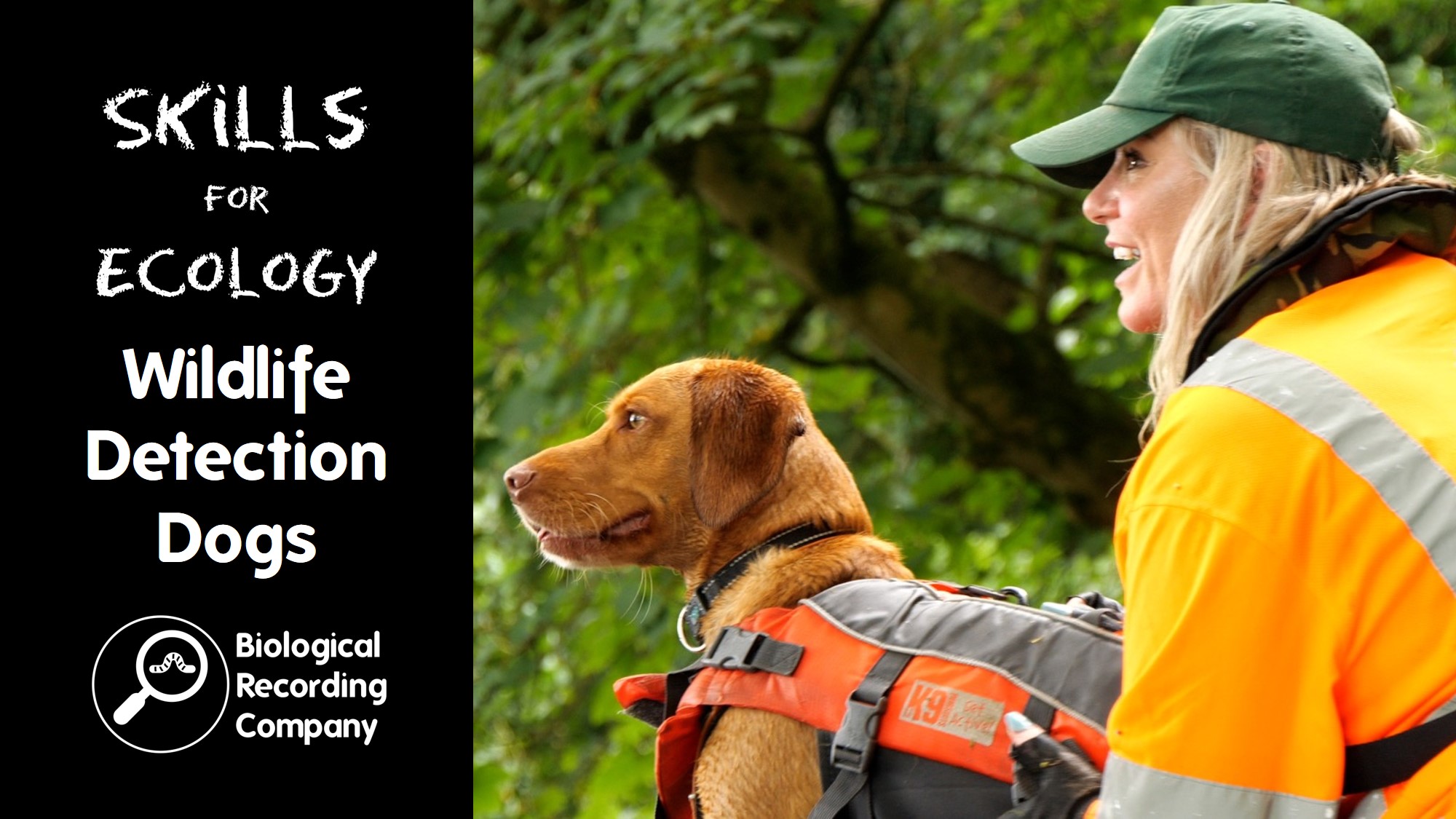 AI-powered Bioacoustics with BirdNET – Biological Recording