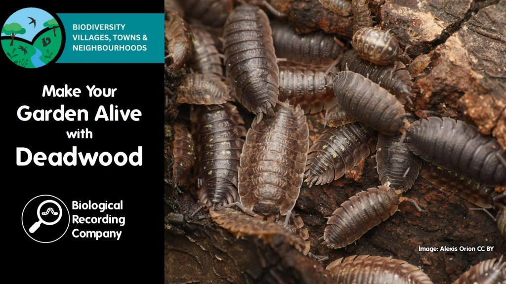 Make Your Garden Alive with Deadwood – Biological Recording
