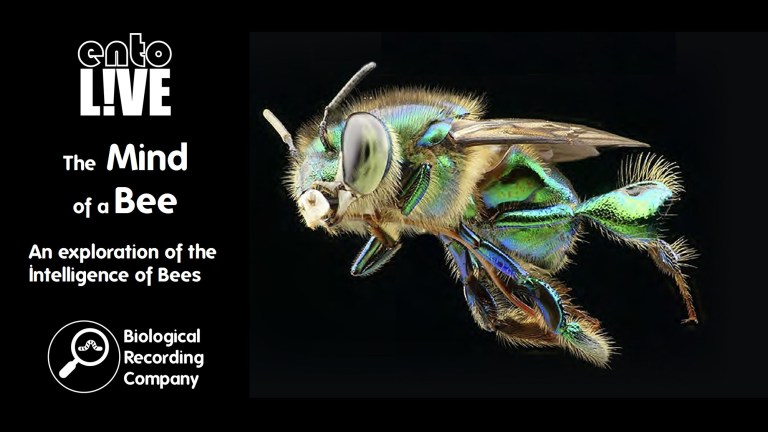 The Mind of a Bee: An Exploration of the Intelligence of Bees ...