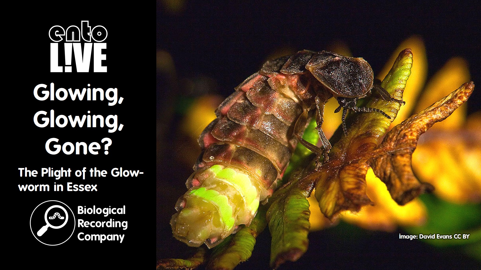Glowing, Glowing, Gone? The Plight of the Glow-worm in Essex ...