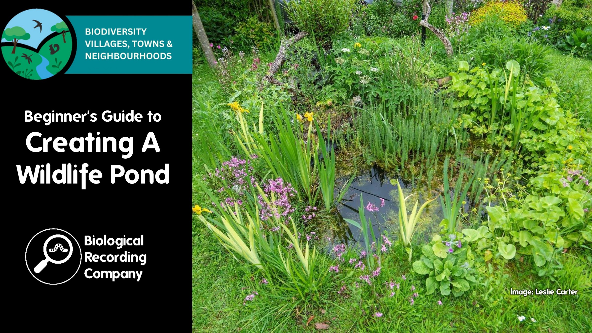 Biological Recording – Providing biological recording guidance ...