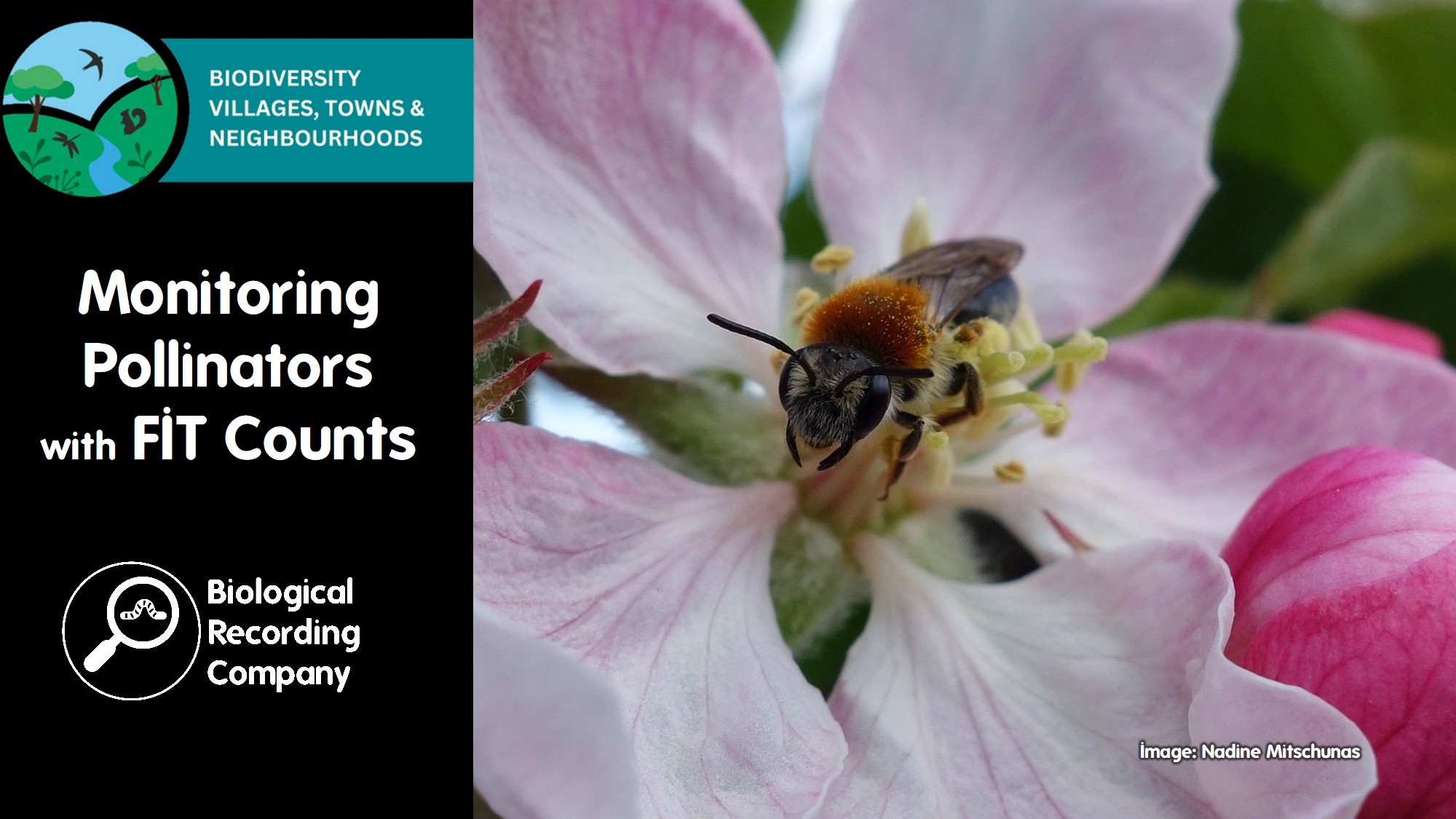 Monitoring Pollinators with FIT Counts – Biological Recording