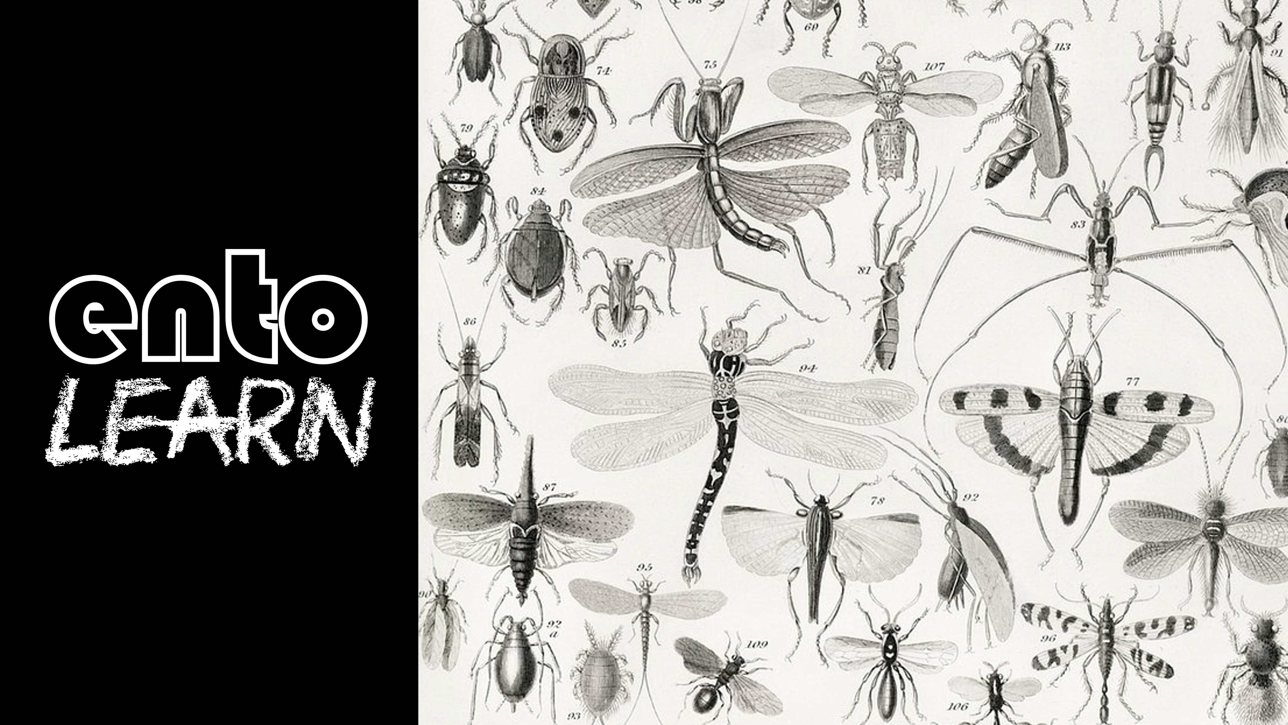 Leeches: Life History and Identification – Biological Recording