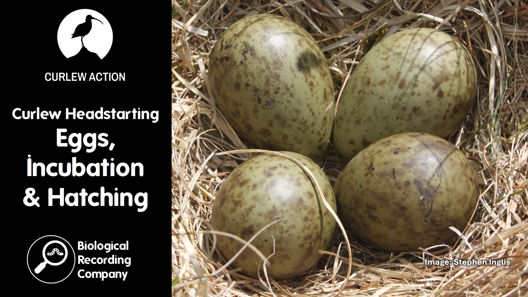 Curlew Headstarting: Eggs, Incubation and Hatching – Biological Recording