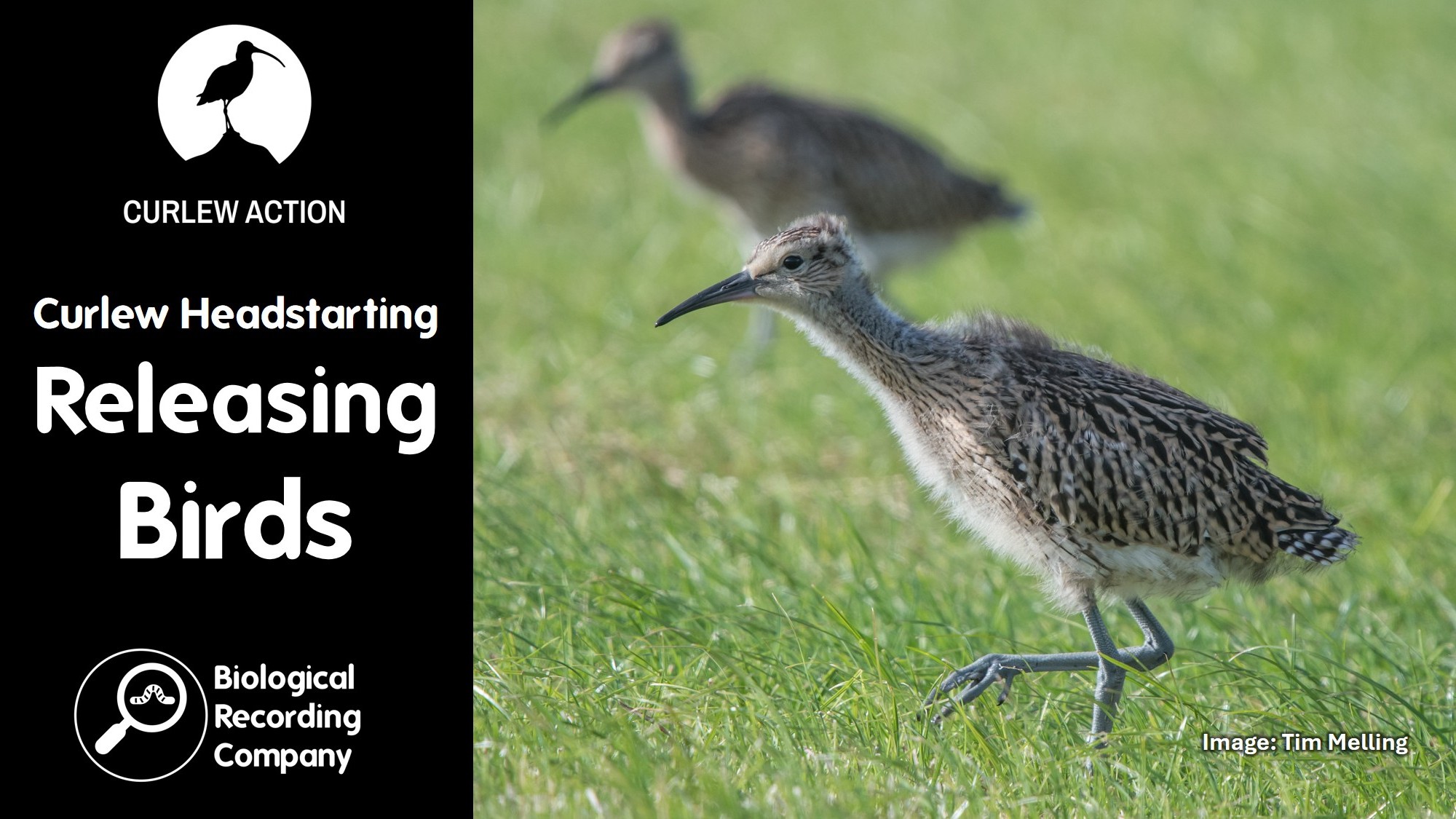 Curlew Headstarting: Releasing Birds – Biological Recording