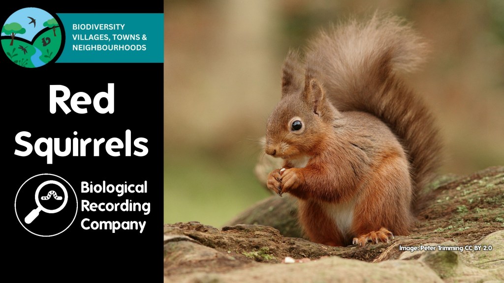 Red Squirrels – Biological Recording