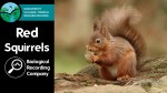 Red Squirrels – Biological Recording