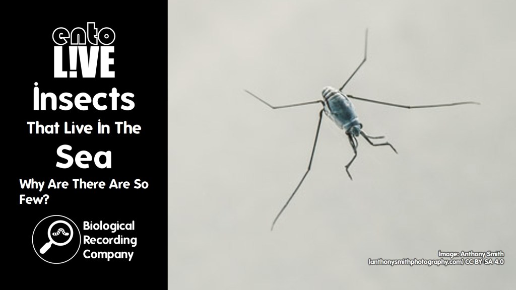 Insects That Live In The Sea: Why Are There Are So Few? – Biological ...