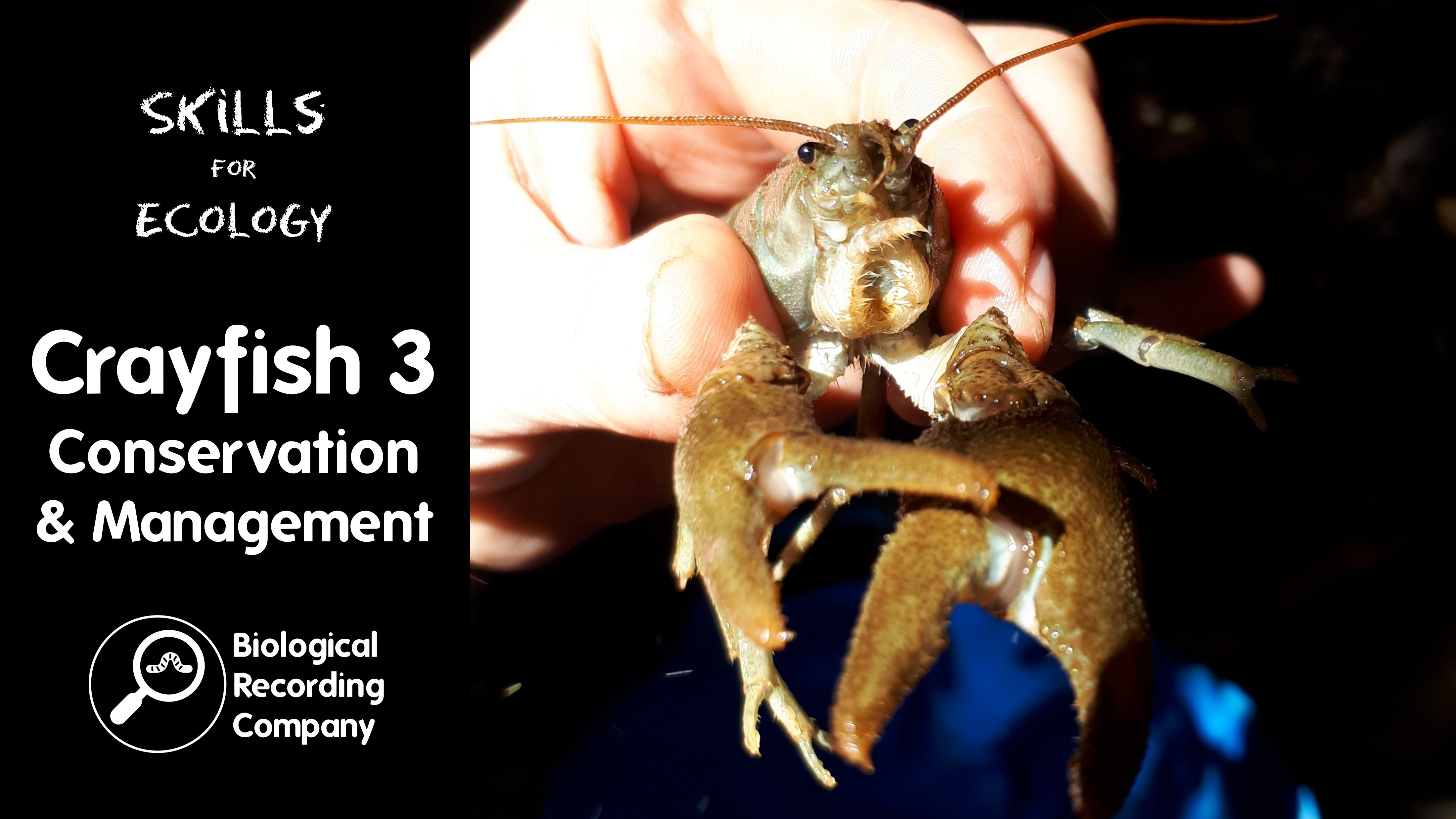 American Signal Crayfish: England Case Study – Biological Recording