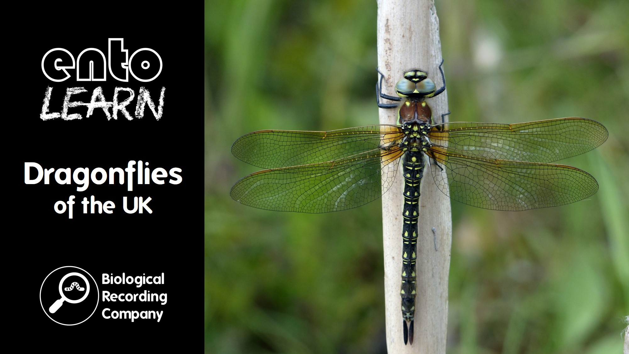 Swifts – Biological Recording