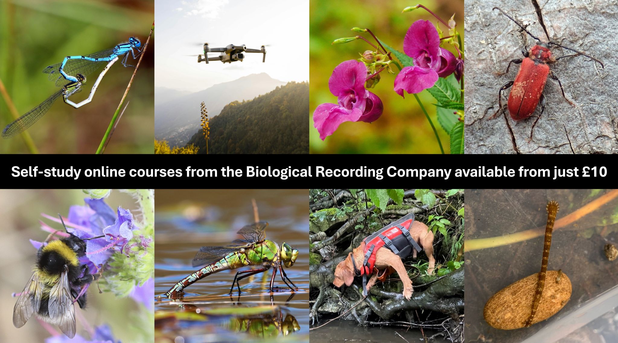 Biological Recording – Providing biological recording guidance ...