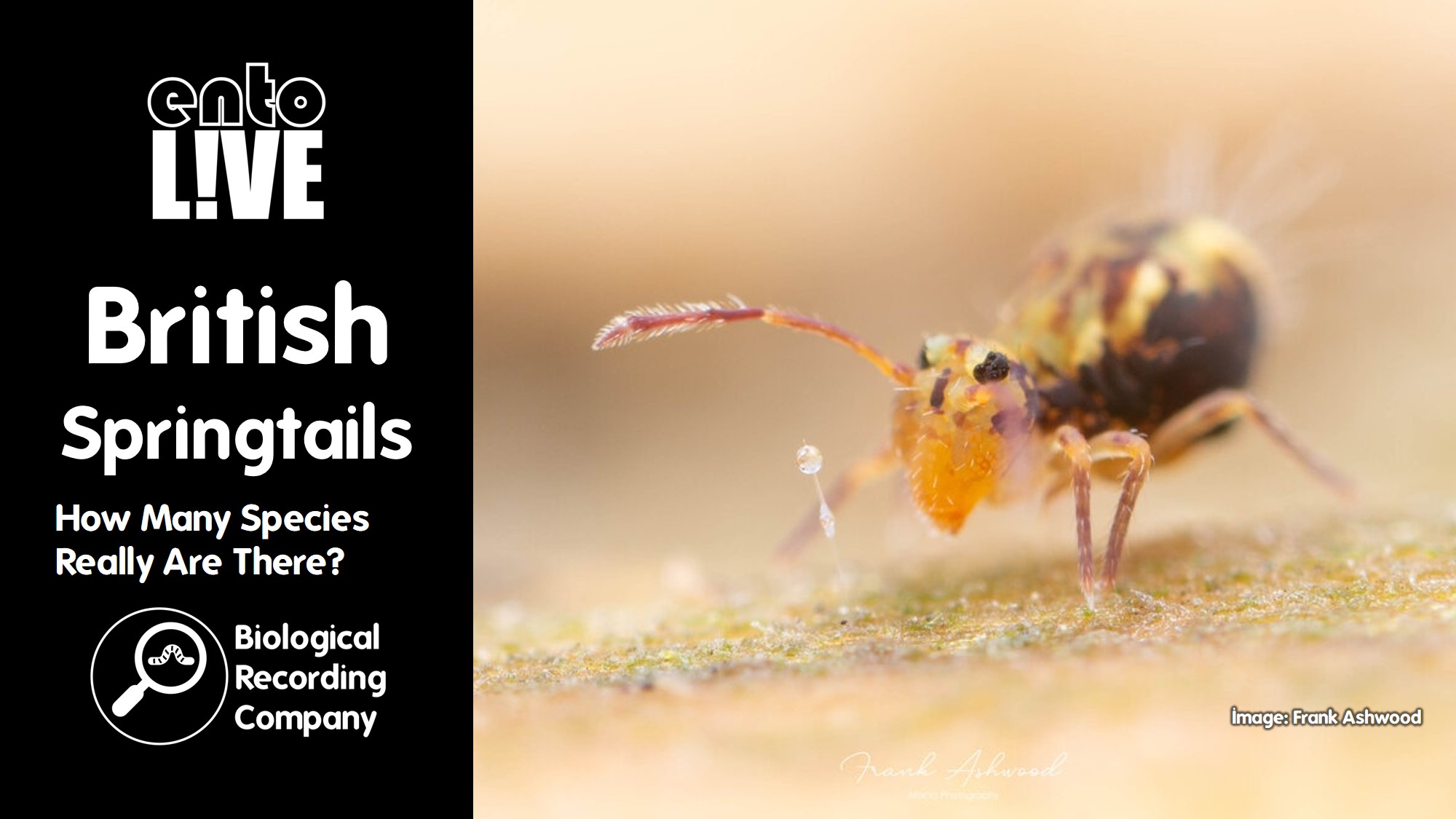 British Springtails: How Many Species Really Are There? – Biological ...