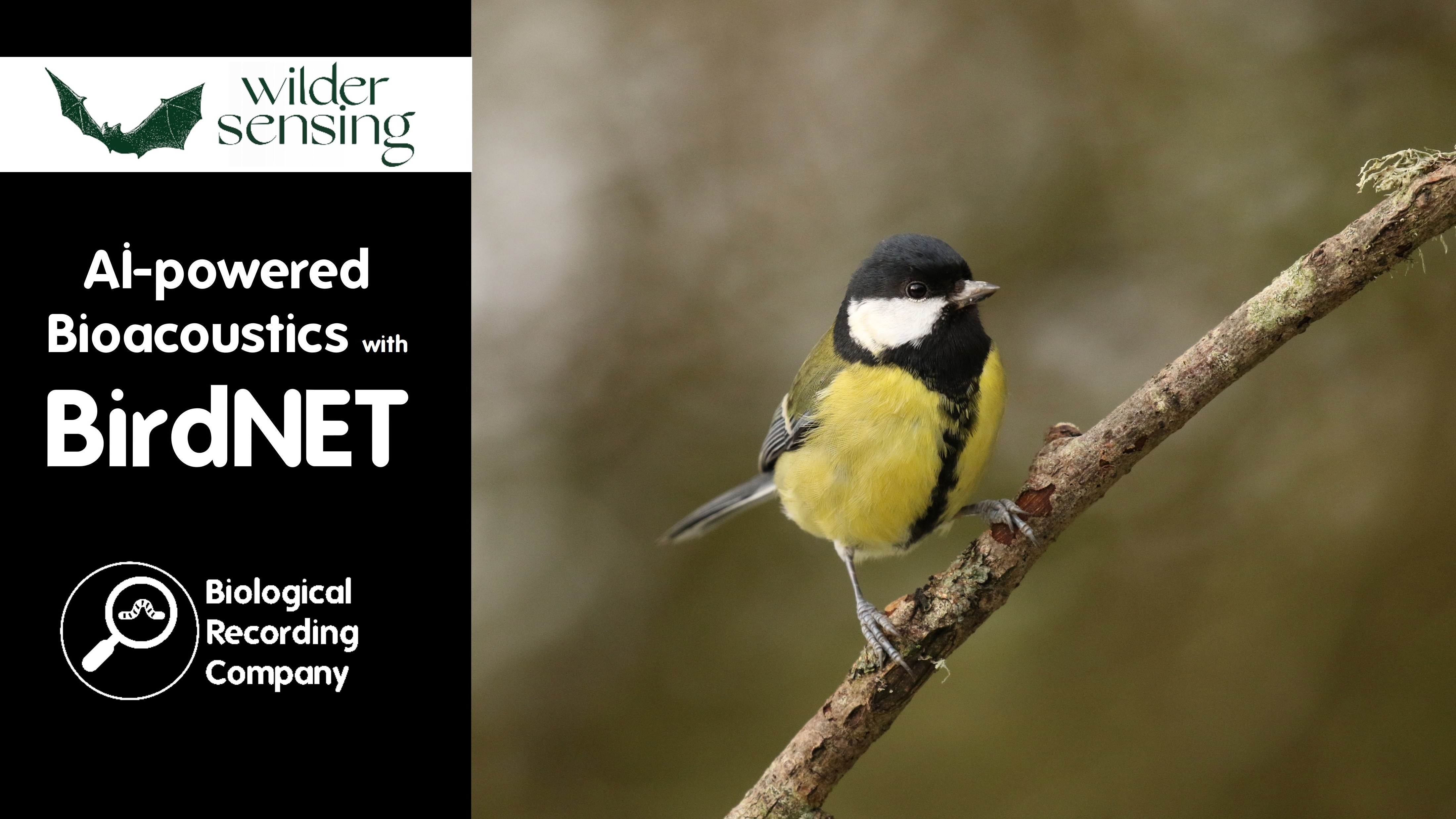 AI-powered Bioacoustics with BirdNET – Biological Recording