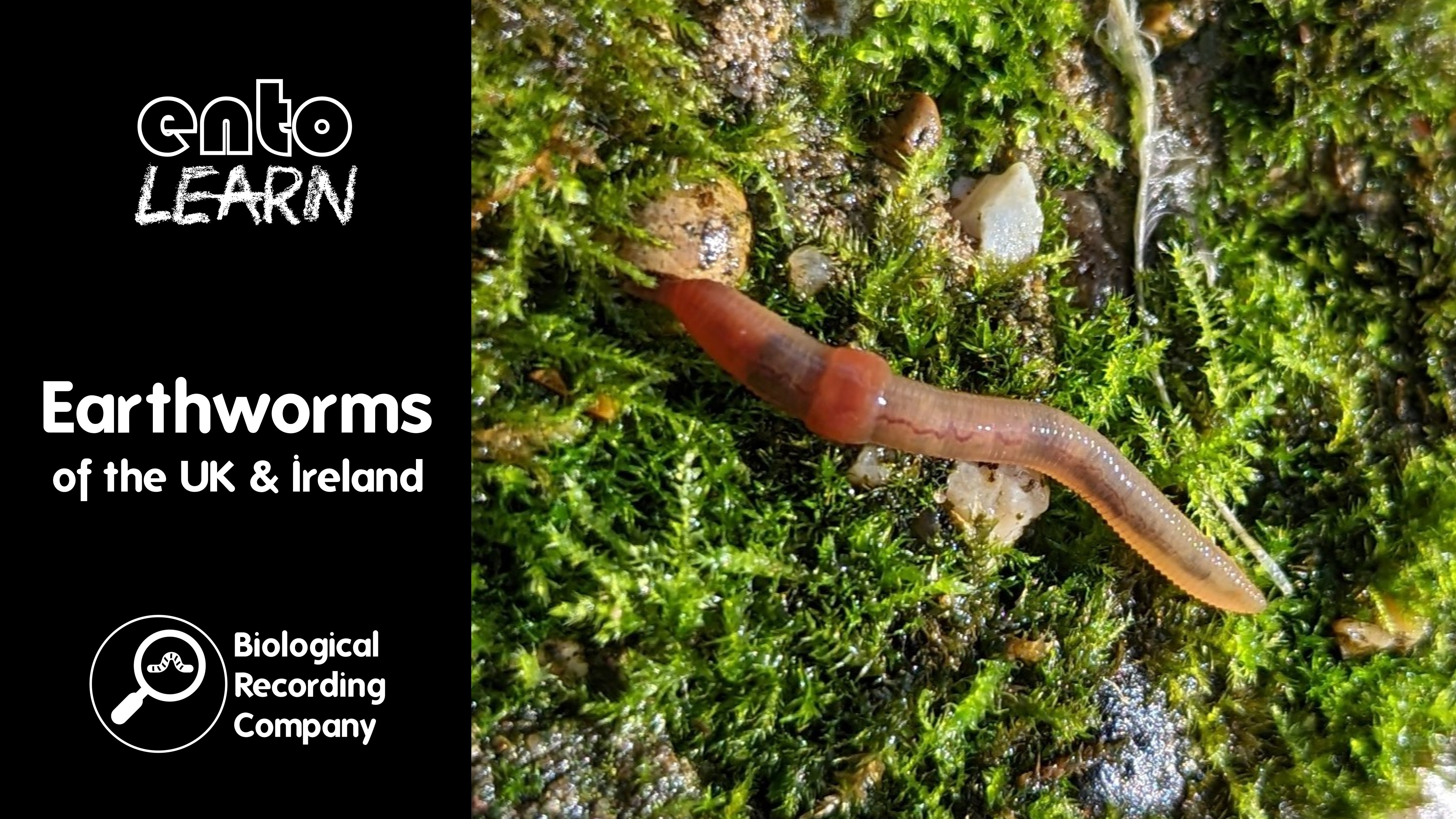 entoLEARN – Biological Recording
