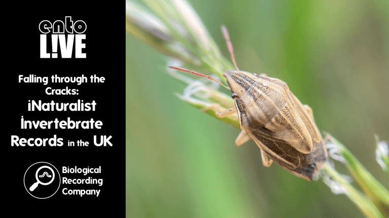 Falling through the Cracks: iNaturalist Invertebrate Records in the UK ...