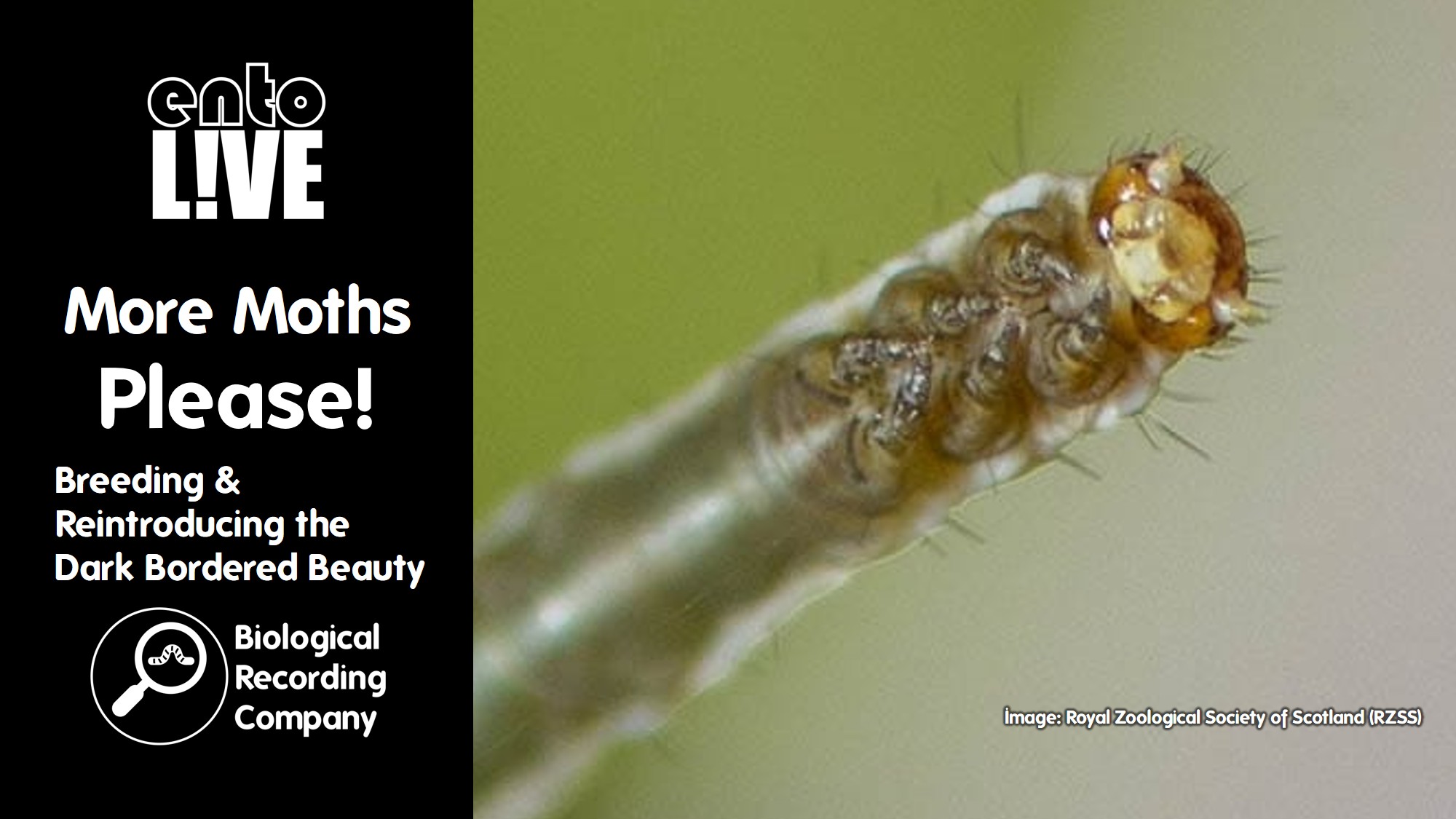 entoLIVE – Biological Recording