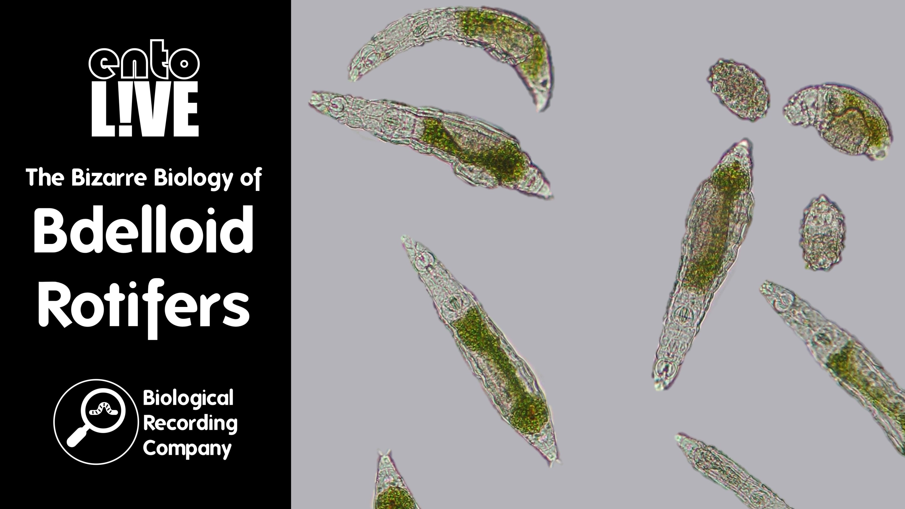 The Bizarre Biology of Bdelloid Rotifers – Biological Recording