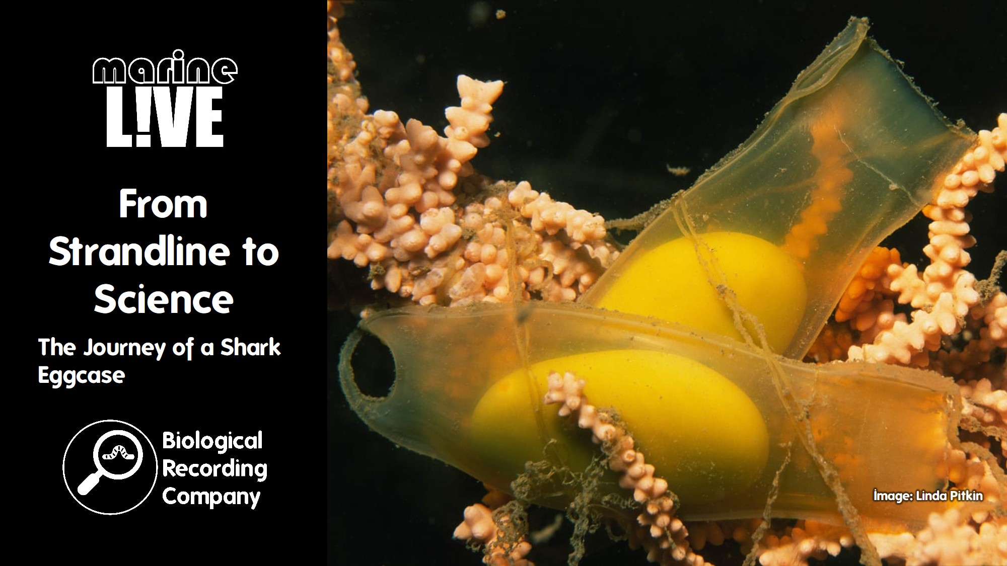 From Strandline to Science: The Journey of a Shark Eggcase – Biological ...