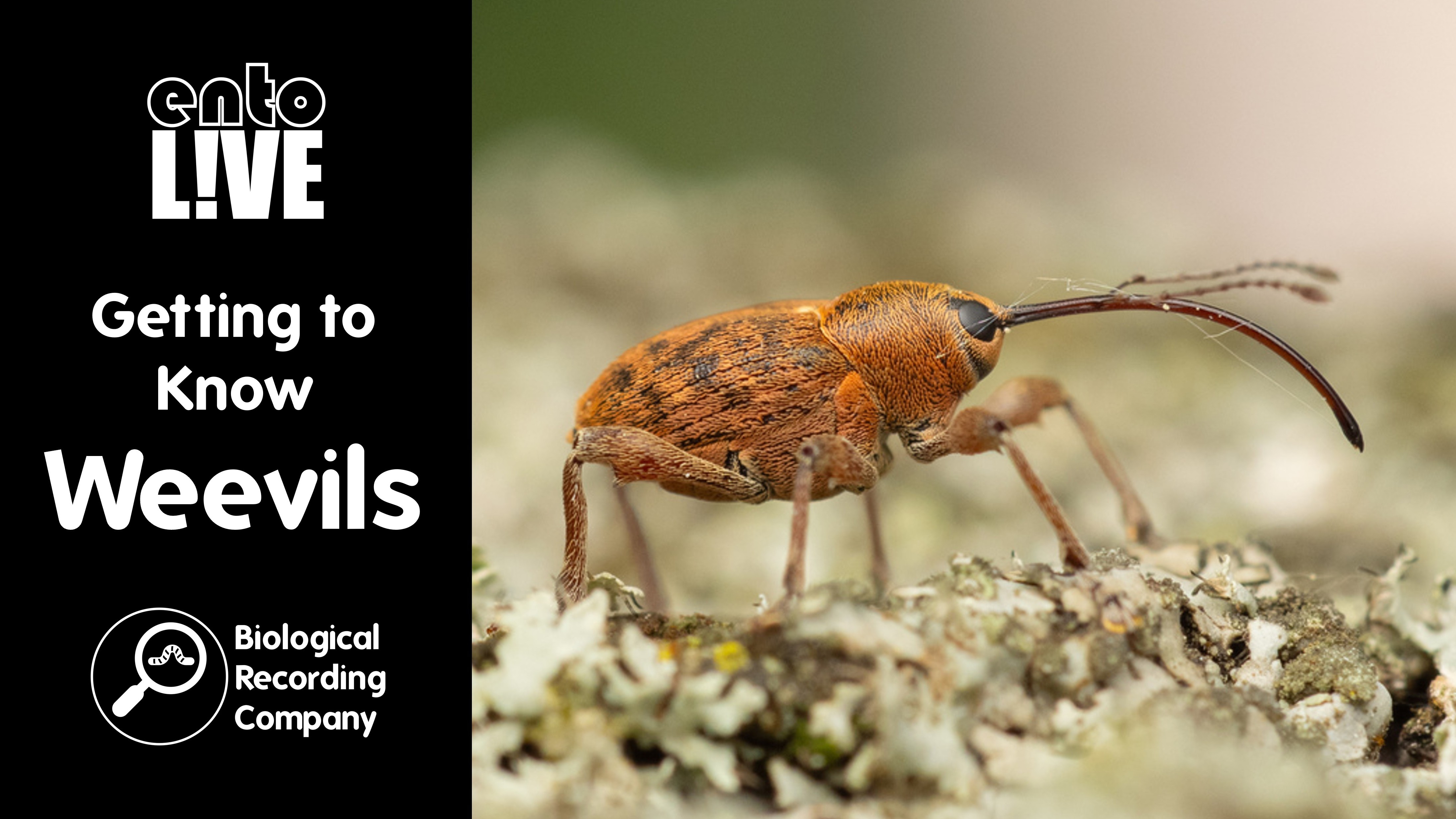 Getting to Know Weevils – Biological Recording