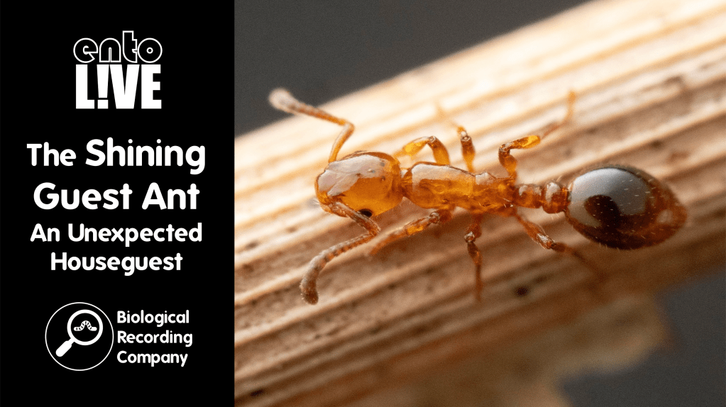 The Shining Guest Ant: An Unexpected Houseguest – Biological Recording