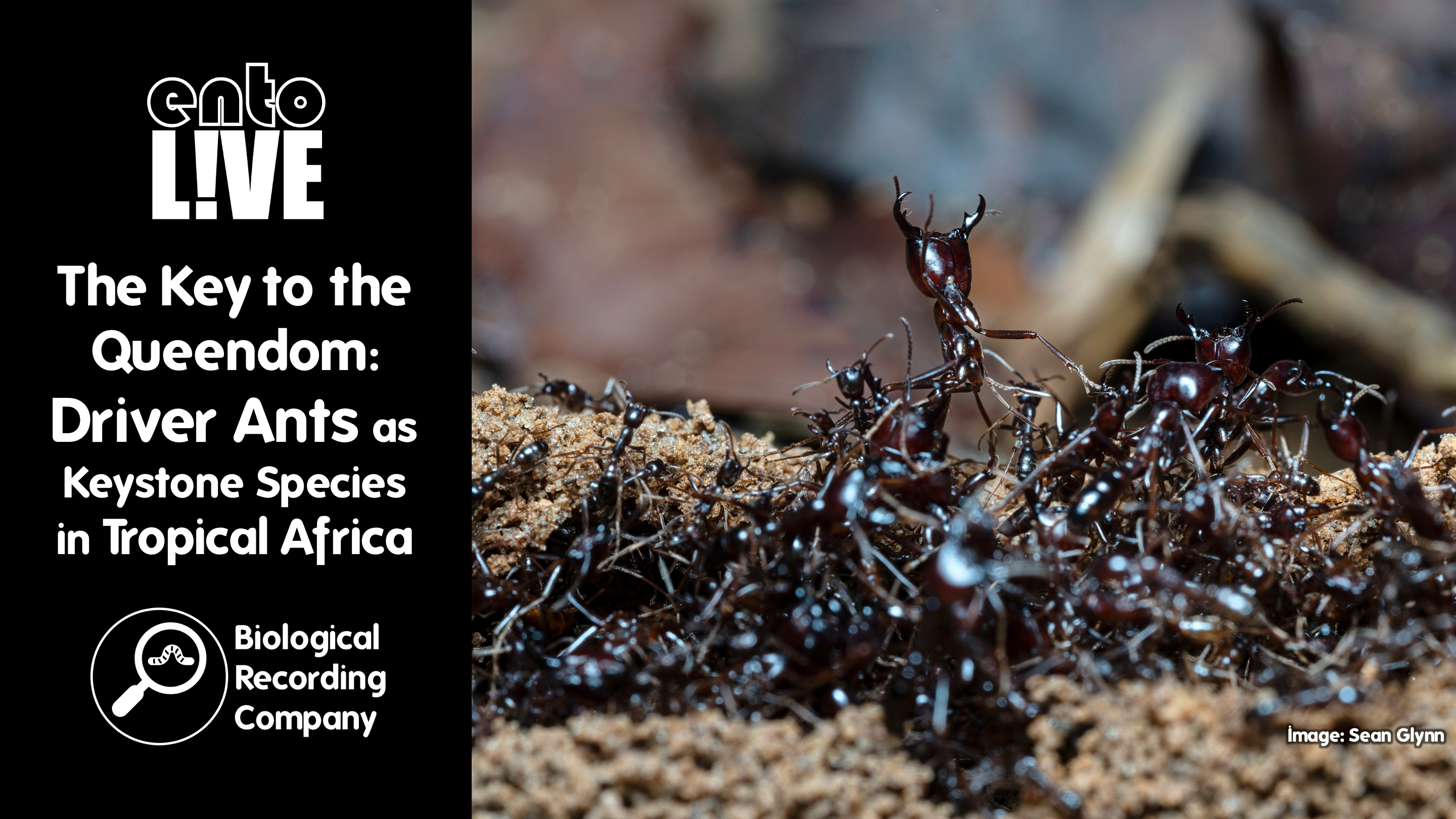 The Key to the Queendom: Driver Ants as Keystone Species in Tropical ...