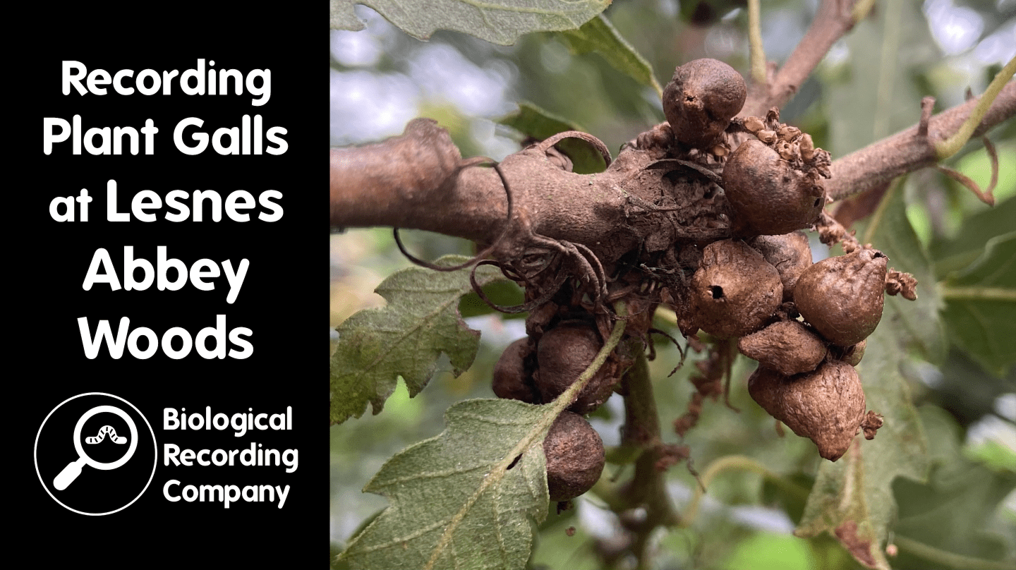 Recording Plant Galls at Lesnes Abbey Woods – Biological Recording