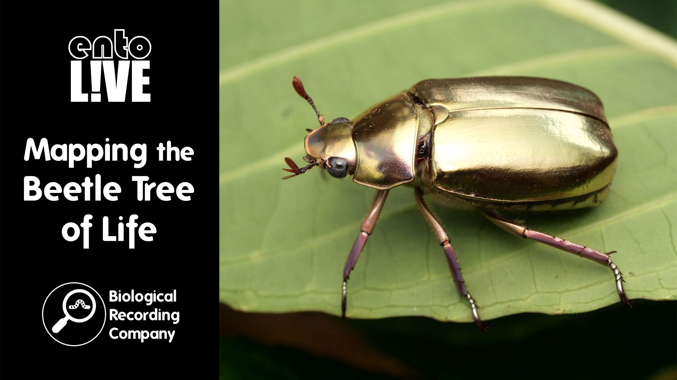 Mapping the Beetle Tree of Life – Biological Recording