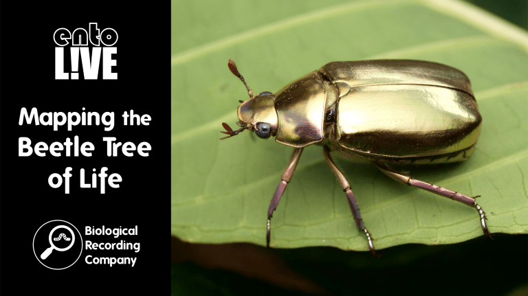 Mapping the Beetle Tree of Life – Biological Recording