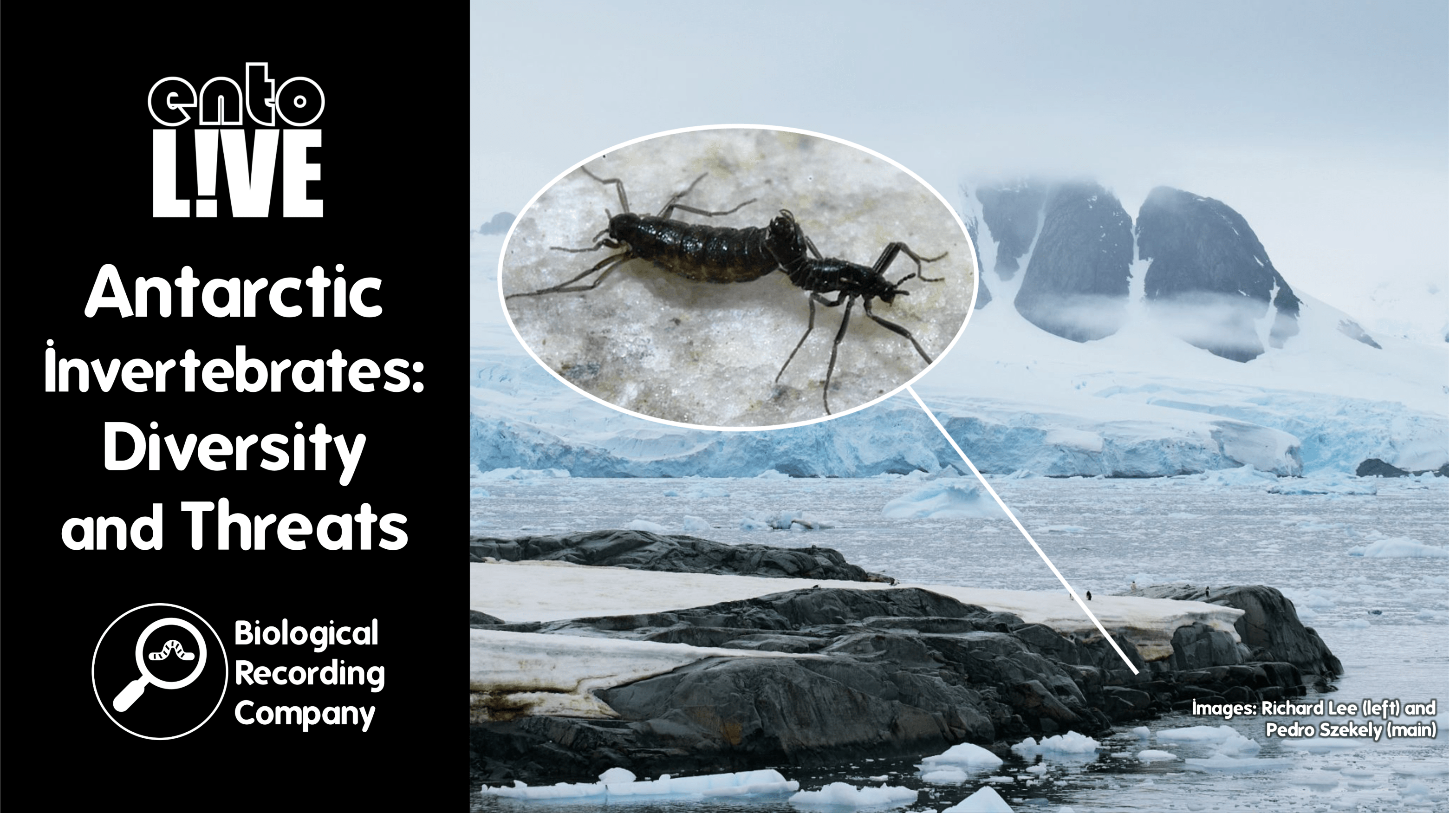 Antarctic Invertebrates: Diversity and Threats – Biological Recording