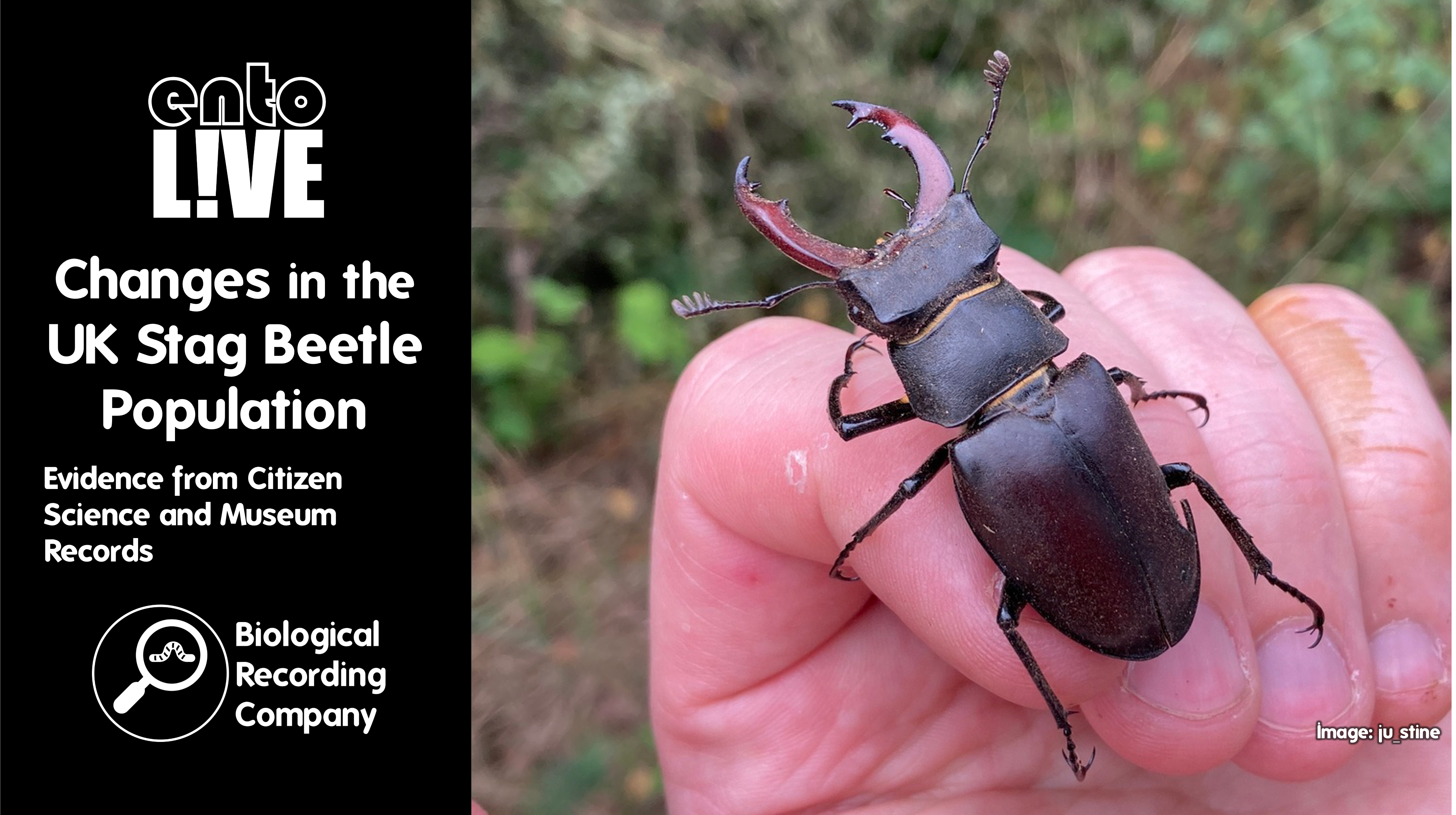 Changes in the UK Stag Beetle Population – Biological Recording